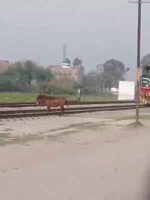 Mule gets hit by train » UncensoredVideo - Latest News Without Censorship