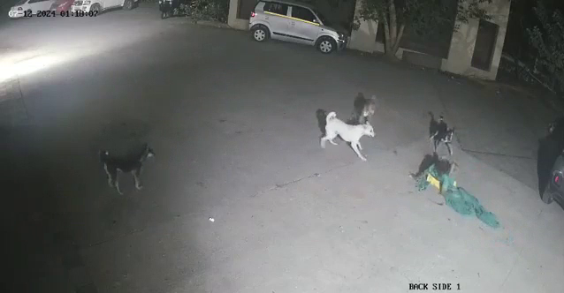 A Pack Of Stray Dogs Mauled A Woman To Death. India » UncensoredVideo ...