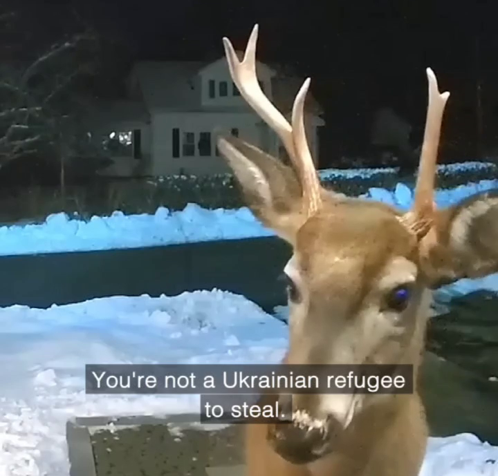 Deer Was Offended For Comparing Him To A Ukrainian Refugee